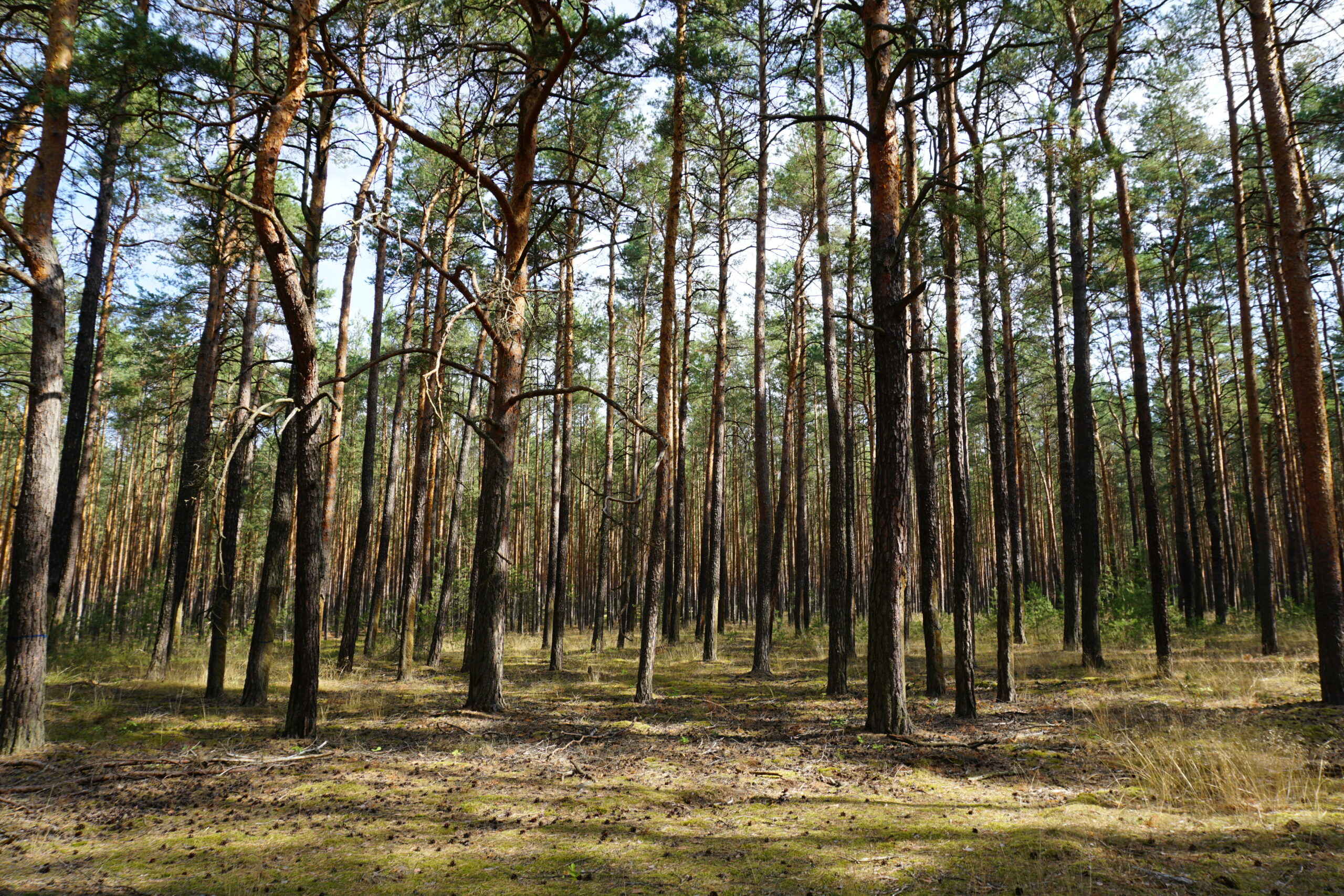 Die Genetische Vielfalt Der Kiefernwälder In Deutschland – CUDAE